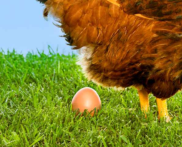 vivasia – Micronutrition and Health Solutions